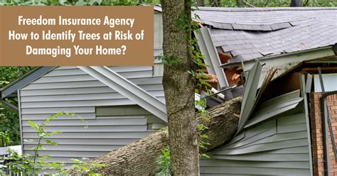 How To Identify Trees At Risk Of Damaging Your Home Freedom Insurance Agency