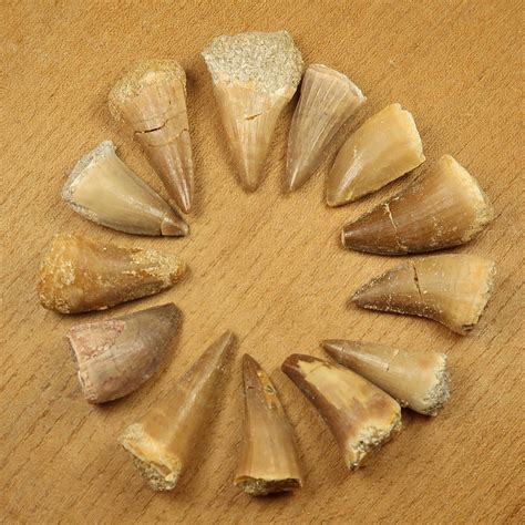 Mosasaur Teeth Buy Fossilised Mosasaur Teeth Online Uk Fossils
