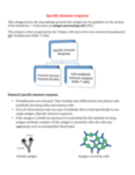 SOLUTION The Immune System Introduction Simple Summary Studypool