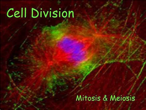 PPT Cell Division PowerPoint Presentation Free Download ID