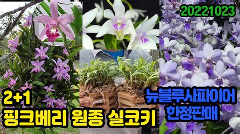 원종실코키 핑크베리 21 할인 찐향 뉴블루사파이어 한정판매 Youtube