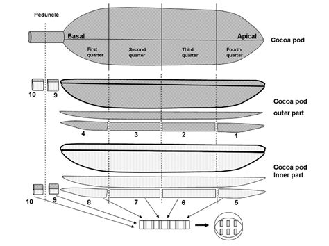 Cocoa Pod Sections Sampled For Presence Of Naturally Occurring