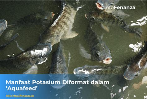 Manfaat Potasium Diformat Dalam ‘aquafeed Fenanza