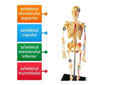 Scheletul Labelled Diagram