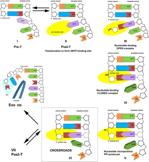 Pyrophosphate Dna Replication