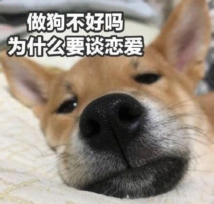 单身狗专属表情包