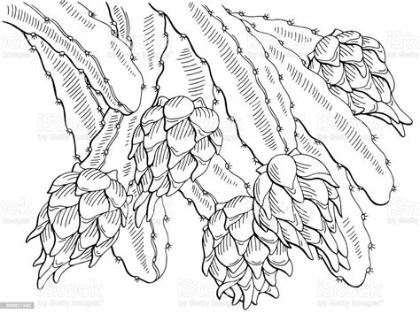 Detail Gambar Sketsa Buah Naga Koleksi Nomer 8