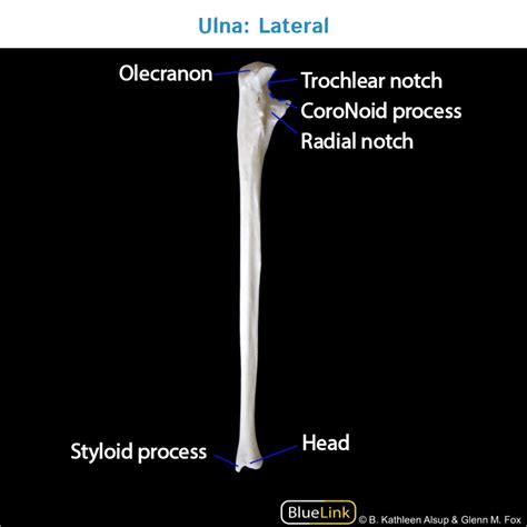 Ulna Olecranon Notch Untitled Document []