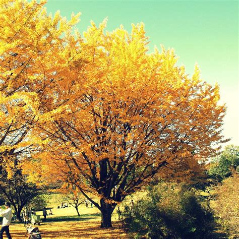 Ginkgo Biloba Golden Globe ~ Golden Globe Ginkgo Kings Sunset Nursery