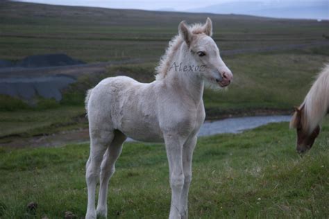 Eyglo 5 By Alexoz97 On Deviantart