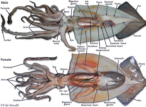 Internal Anatomy Diagram Of A Squid At John Mills Blog