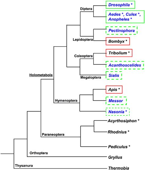 Current Understanding Of The Distribution Of Maternal Germ Plasm Pole