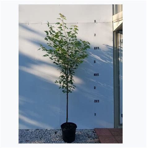 Park Hill Plants And Trees Brandywine Maple 7 Rural King