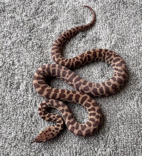 Stimsons Pythons Available