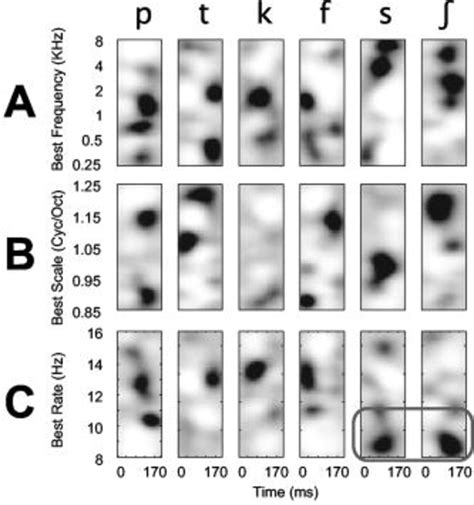 Phoneme Classification Based On The Population Response Classification
