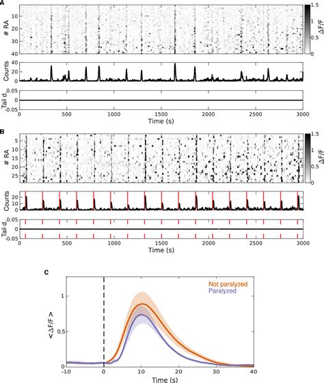 Figure 3 From Radial Astrocyte Synchronization Modulates The Visual