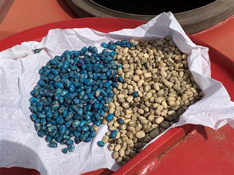 Faba Beans Seeding Saskatchewan Pulse Growers