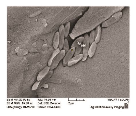 Sem Photomicrographs Of The Rod Bacteria Fossils And Biofilms Eds Data