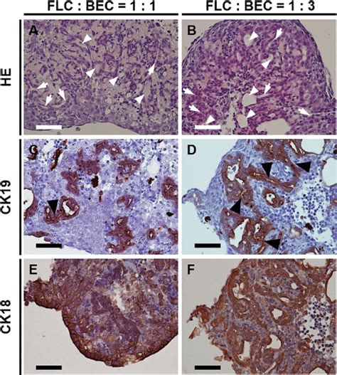 Histological Analyses Of Hetero Spheroids On Day 3 A B He Staining