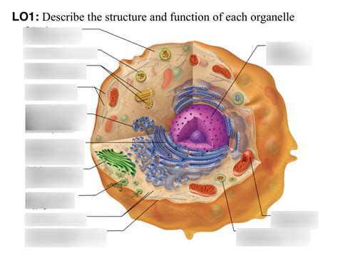 Lecture 6 Cytoskeleton And Organelles Diagram Quizlet