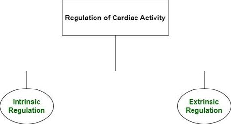 Regulation Of Cardiac Activity Geeksforgeeks