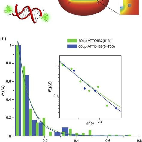 A Schematic Representation Of Two Species Of 60bp Dsdna Molecules