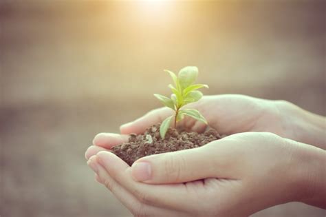 Premium Photo Hand Holding Tree Growth Nature Earth Background Soft Focus