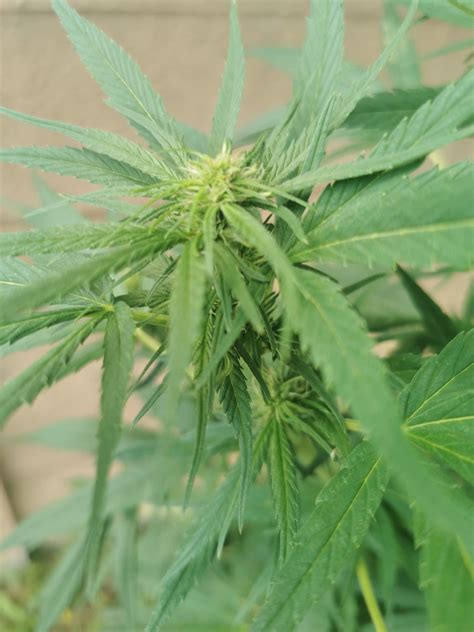 Unknown Outdoor Plant Gender Grow Question By Jadedfury Growdiaries