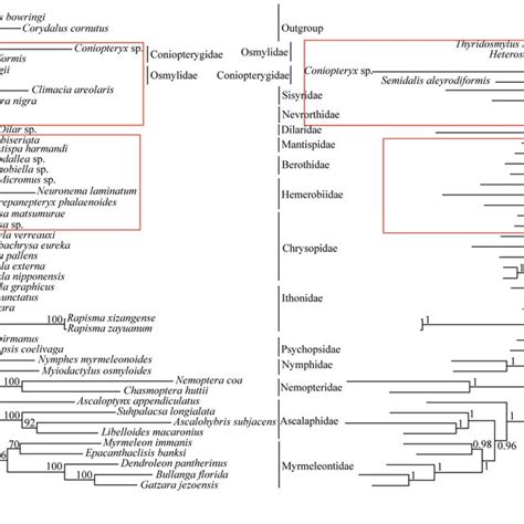 Phylogenetic Relationships Of Neuroptera In Ml And Bi Analyses The Download Scientific Diagram