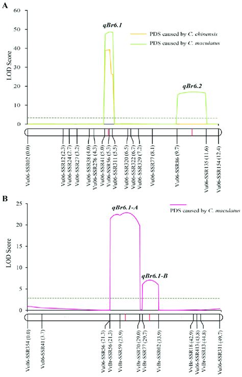 Logarithm Of Odds Lod Graph Of The Qtls Controlling Bruchid Download Scientific Diagram