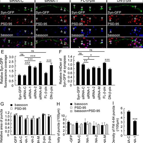 The Intden Of Synaptic Gfp Actin Clusters Is Decreased In Neurons With