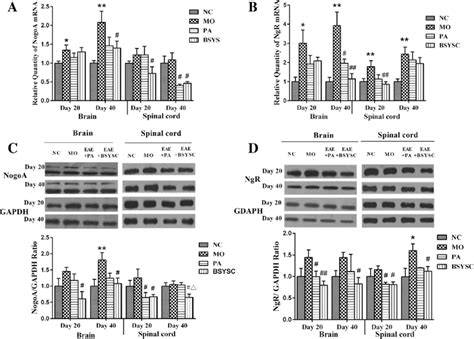 Expressions Of Mrna And Protein Of Nogoa And Ngr In The Brain And Download Scientific Diagram
