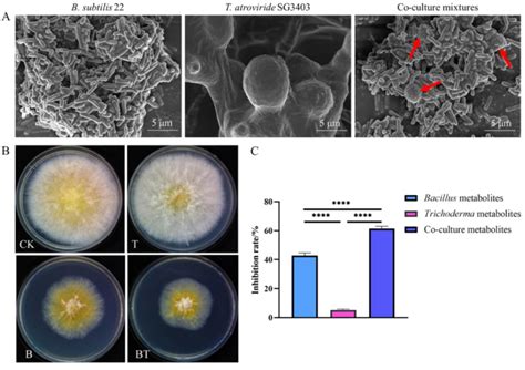 Effects Of Trichoderma Atroviride Sg3403 And Bacillus Subtilis 22 On The Biocontrol Of Wheat