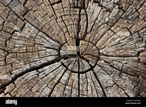 Tree Ring Texture Background Stock Photo Alamy