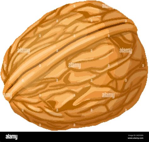 Walnut Nut Cartoon Vector Illustration Stock Vector Image And Art Alamy