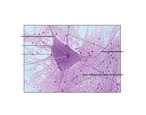 4 1 Neuron Parts Quiz