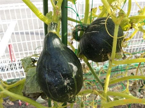 カボチャ抑制栽培収穫129日目 ニャハハの家庭菜園ポタジェと水耕栽培