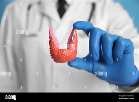 Doctor Holding Plastic Model Of Healthy Thyroid On Light Blue