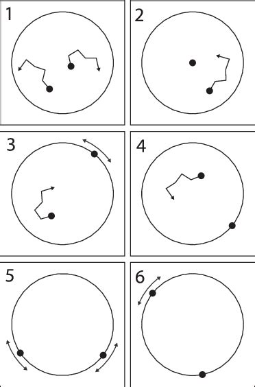 Schematic Representation Of The Scenarios Simulated Download