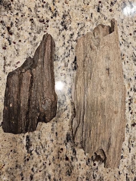 Question Why Does One Fossilized Tree Wood Look Different From Other Question Why Does One Fossilized Tree Wood Look Different From Other