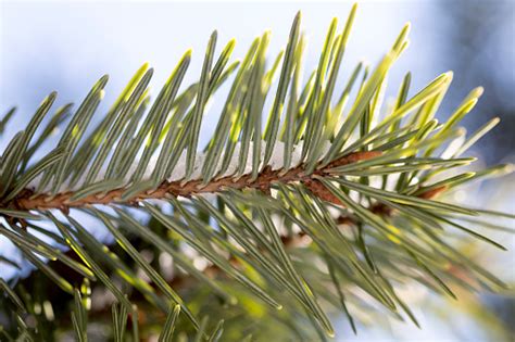 스프루 스 트리 흰 눈의 분기입니다 겨울 전나무 나무에 서 리입니다 서 리 서 리와가 문 비 나무의 가지에 눈의 레이어 새 해 클로즈업 눈에서 침 엽 수 나무 크리스마스