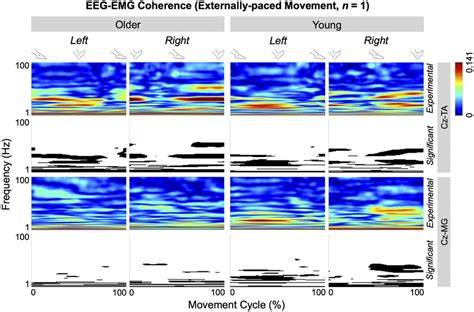Cyclical Corticomuscular Coherence Of Representative Older And Young