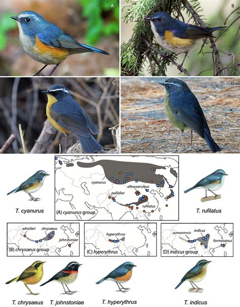 Species New To Science Ornithology • 2022 Cryptic Species In A