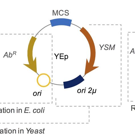 Modular Vectors Designed For Yeast The Yeast Centromeric Plasmids