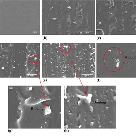 Scanning Electron Microscope Micrographs Of The Pdms And Cb Composite
