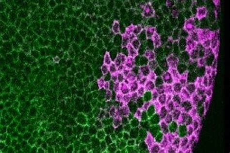 Morphogens Utokyoresearch The University Of Tokyo