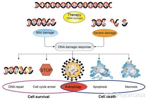 Dna损伤反应与dna的修复（一） 知乎