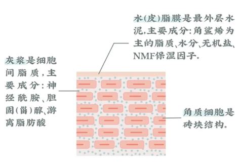 采美科普美白抗衰先放放意大利TEN SCIENCE助力修护皮肤屏障健康 采美365网