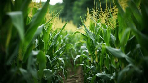 Field Of Corn With A Stalk In The Background Corn Hd Photography