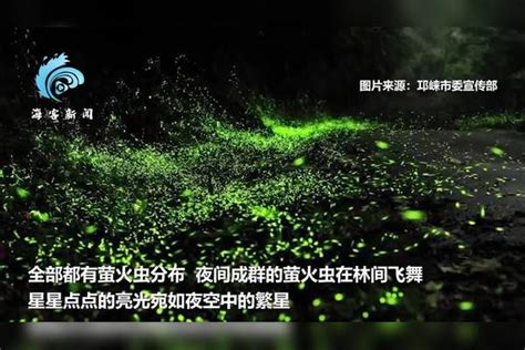成都迎来第一波萤火虫高峰期 天台山萤火虫林间飞舞萤火虫高峰期天台山